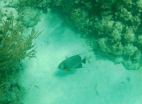 Spring Break in Belize: Exploring Caribbean biogeography | Heidelberg ...